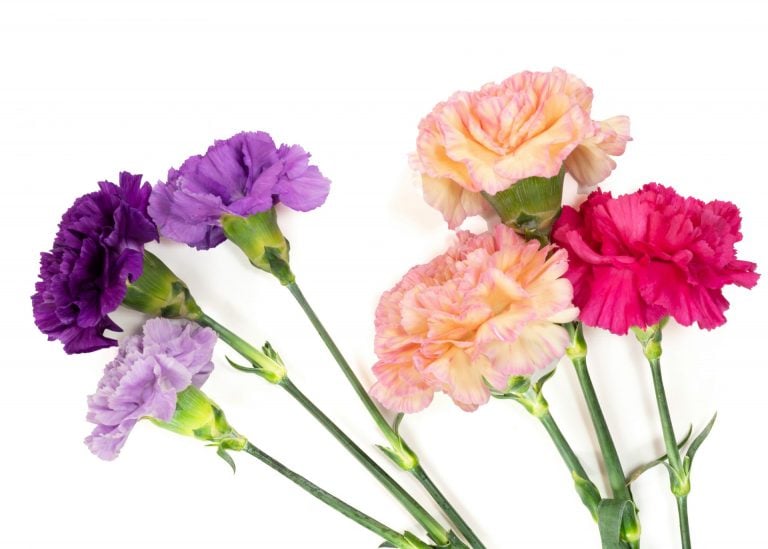 What Makes Carnations So Special? Exploring Their Meaning and ...