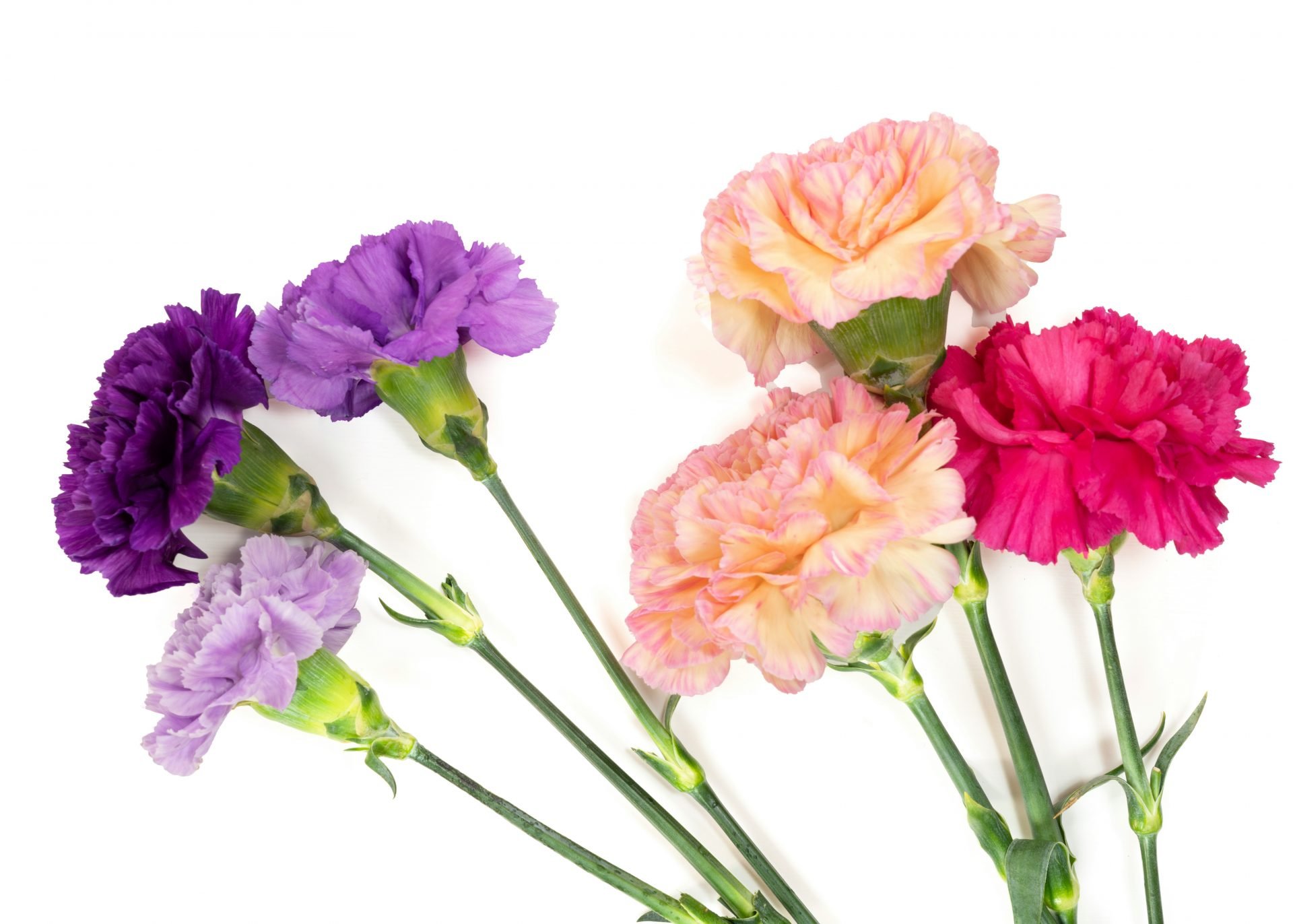What Makes Carnations So Special? Exploring Their Meaning and ...