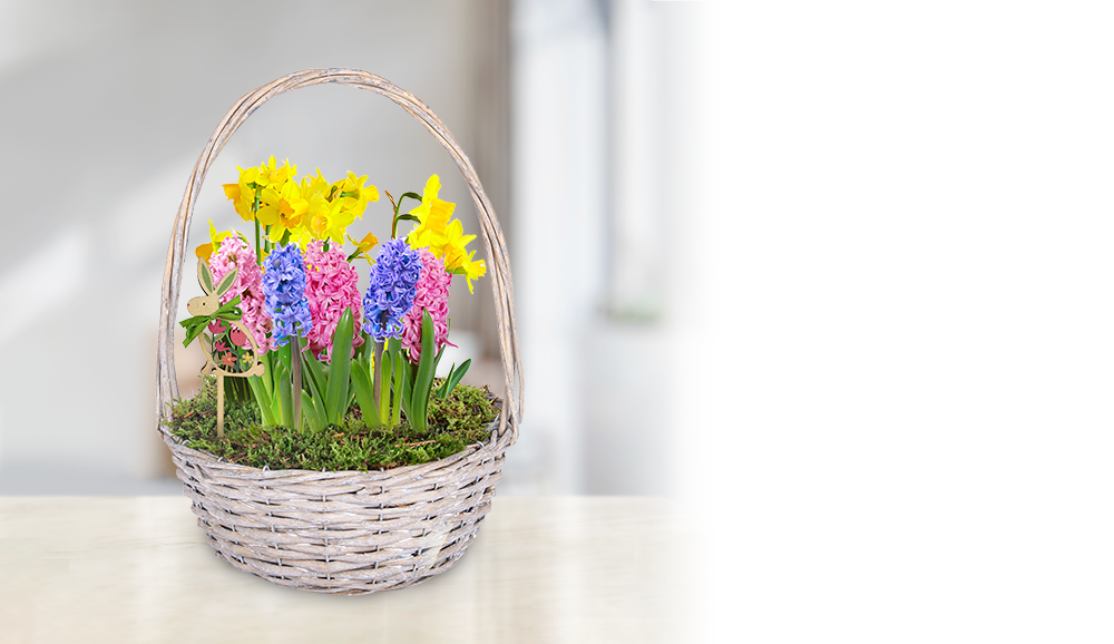 Easter Plants | Prestige Flowers