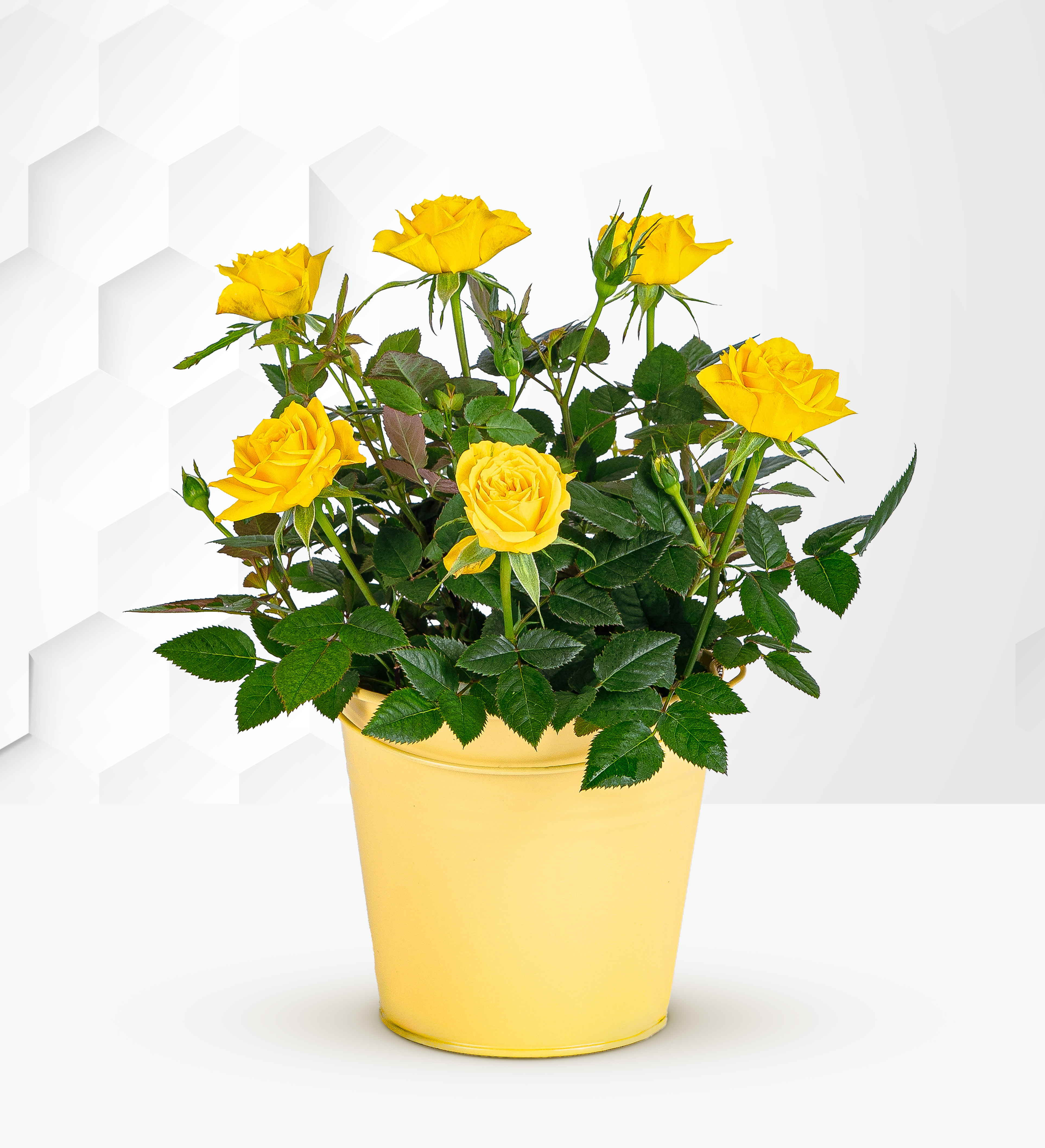 Seville Rose Plant | Prestige Flowers