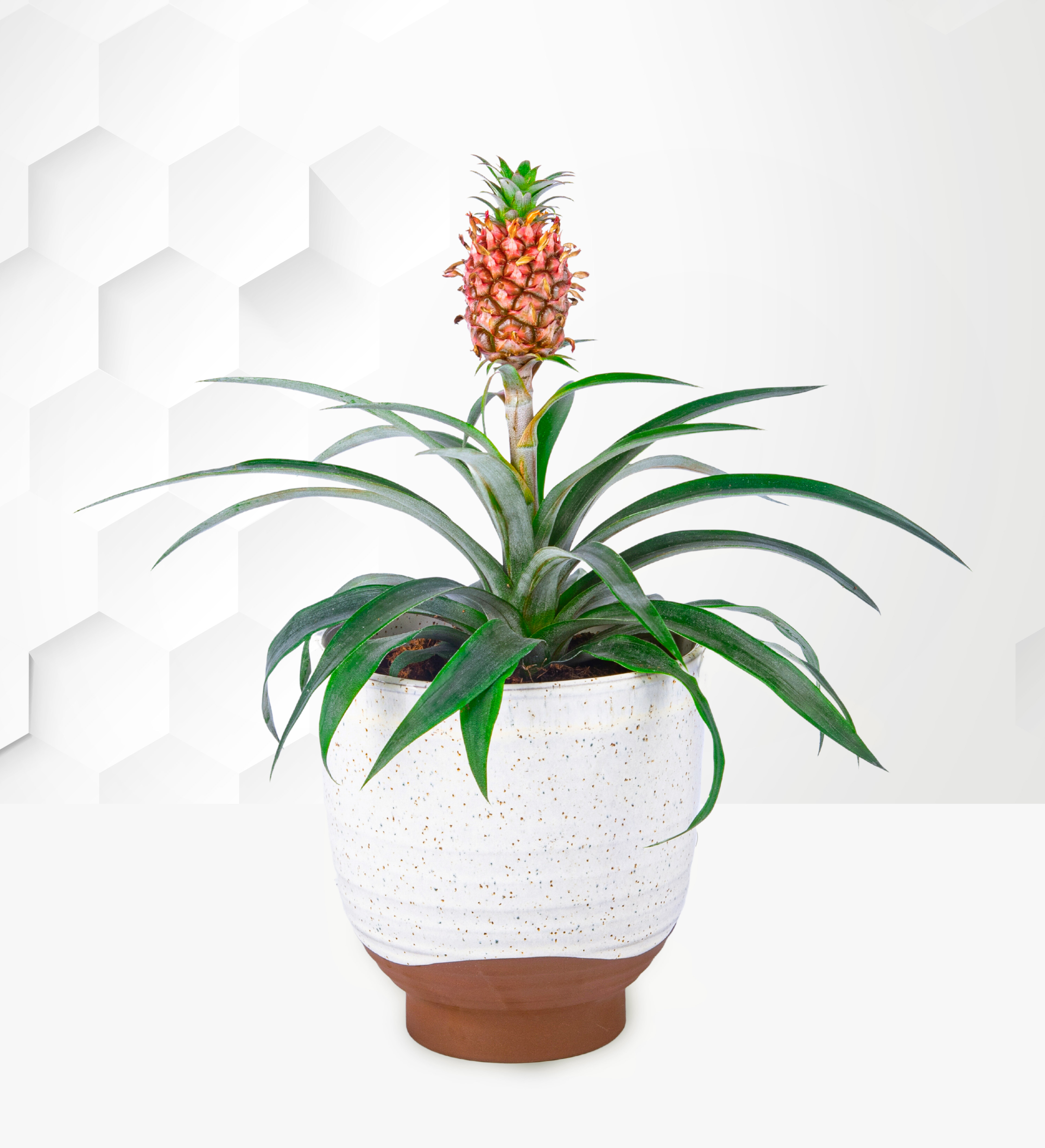 Pink Pineapple Plant | Prestige Flowers