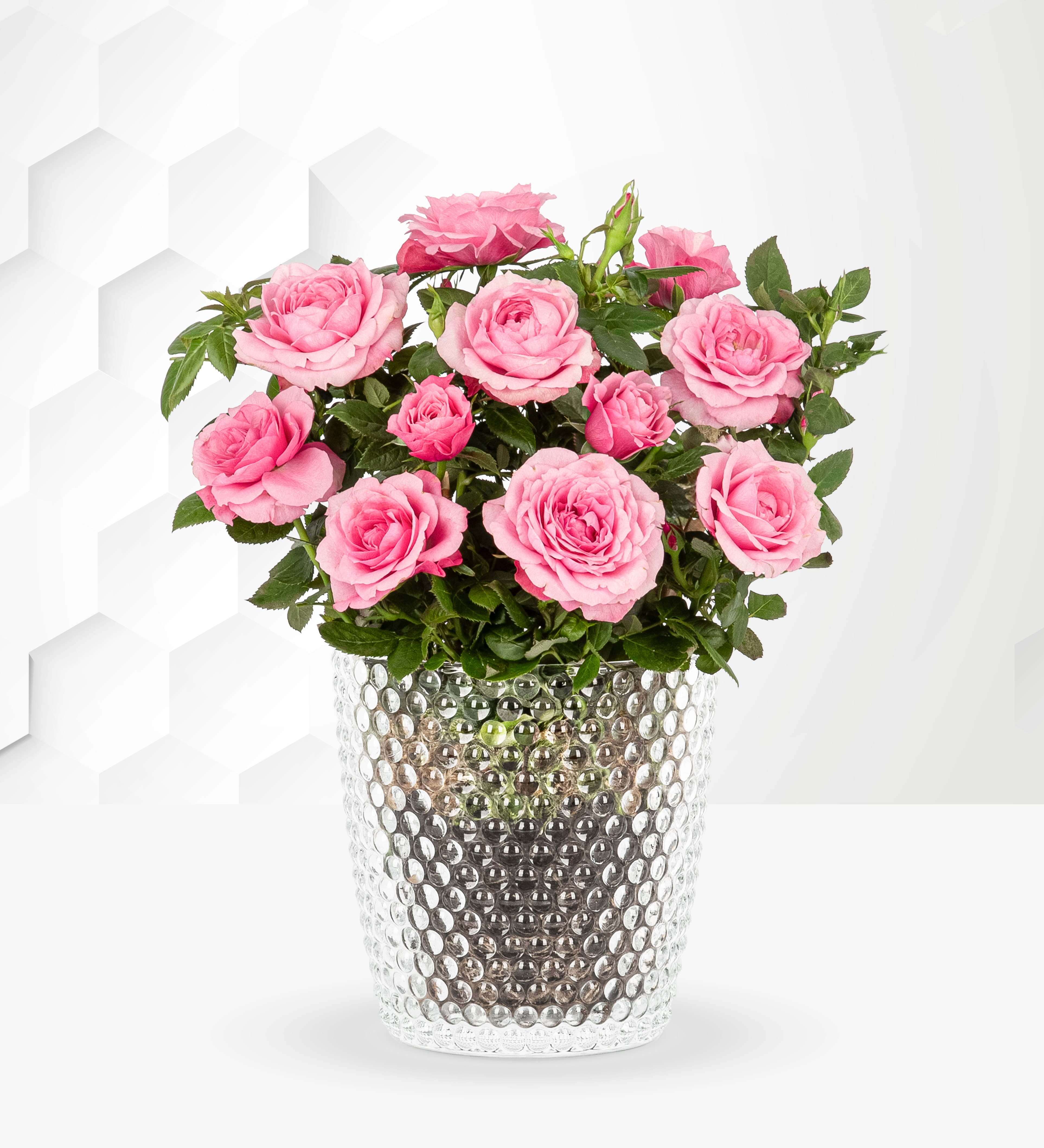 Plants | Prestige Flowers