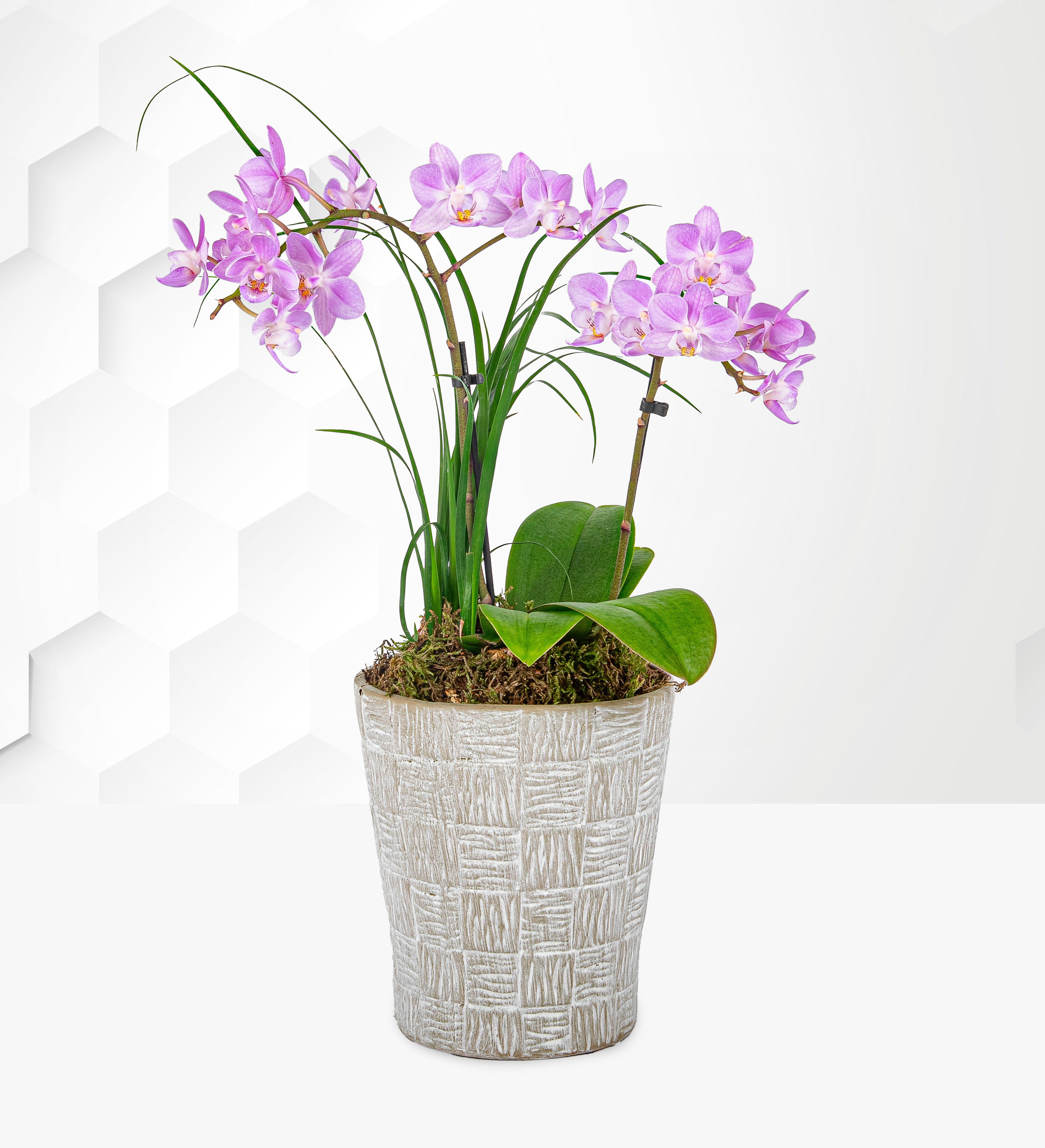 Blush Ember Orchid | Prestige Flowers