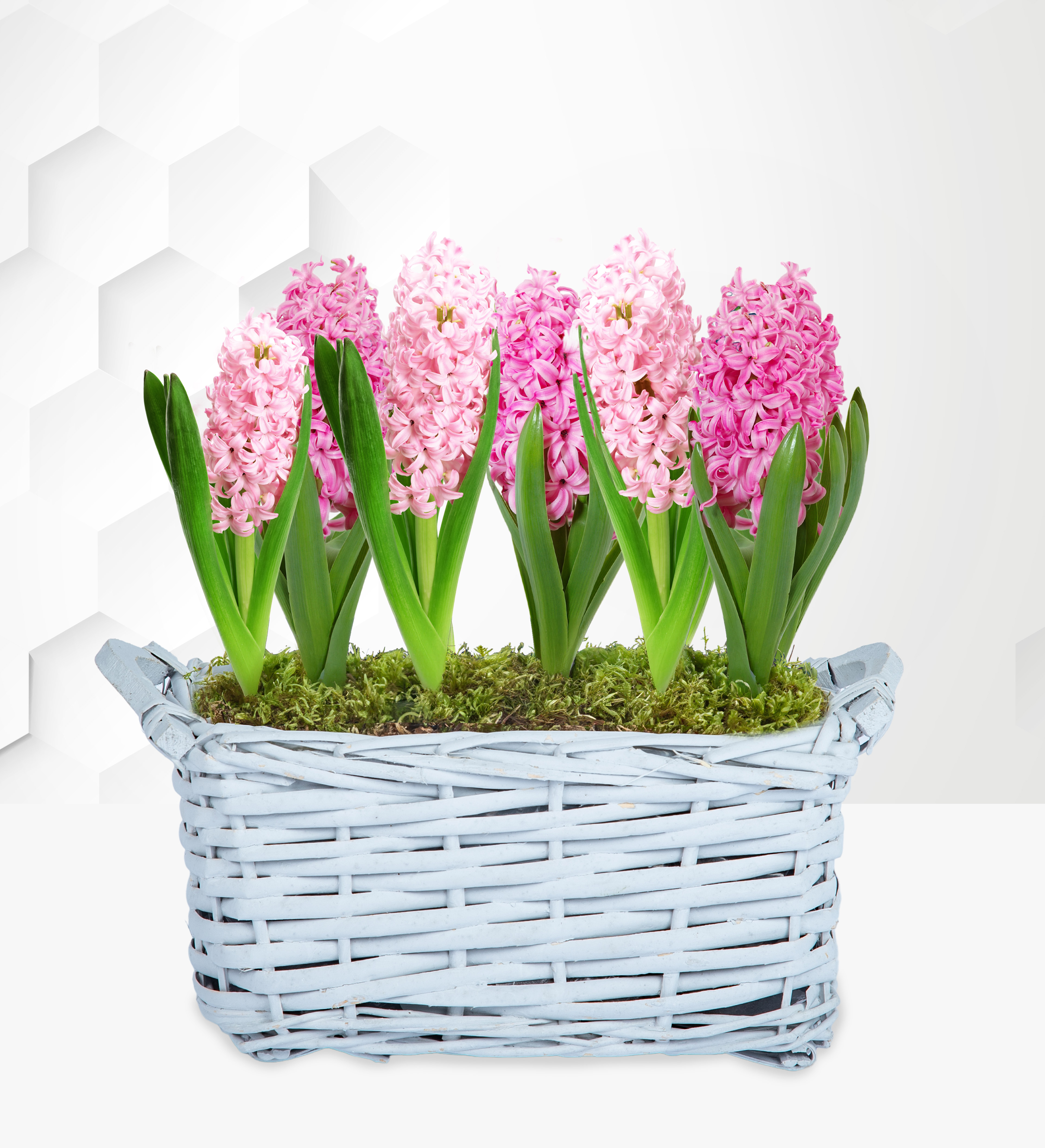 Spring Hyacinth Basket Prestige Flowers