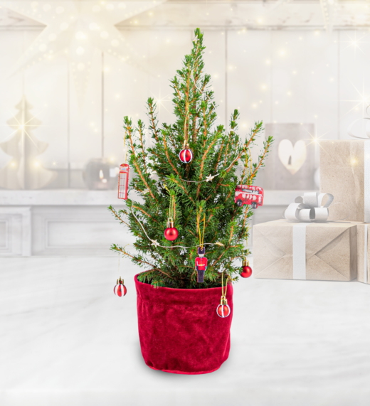 Christmas Trees | Prestige Flowers