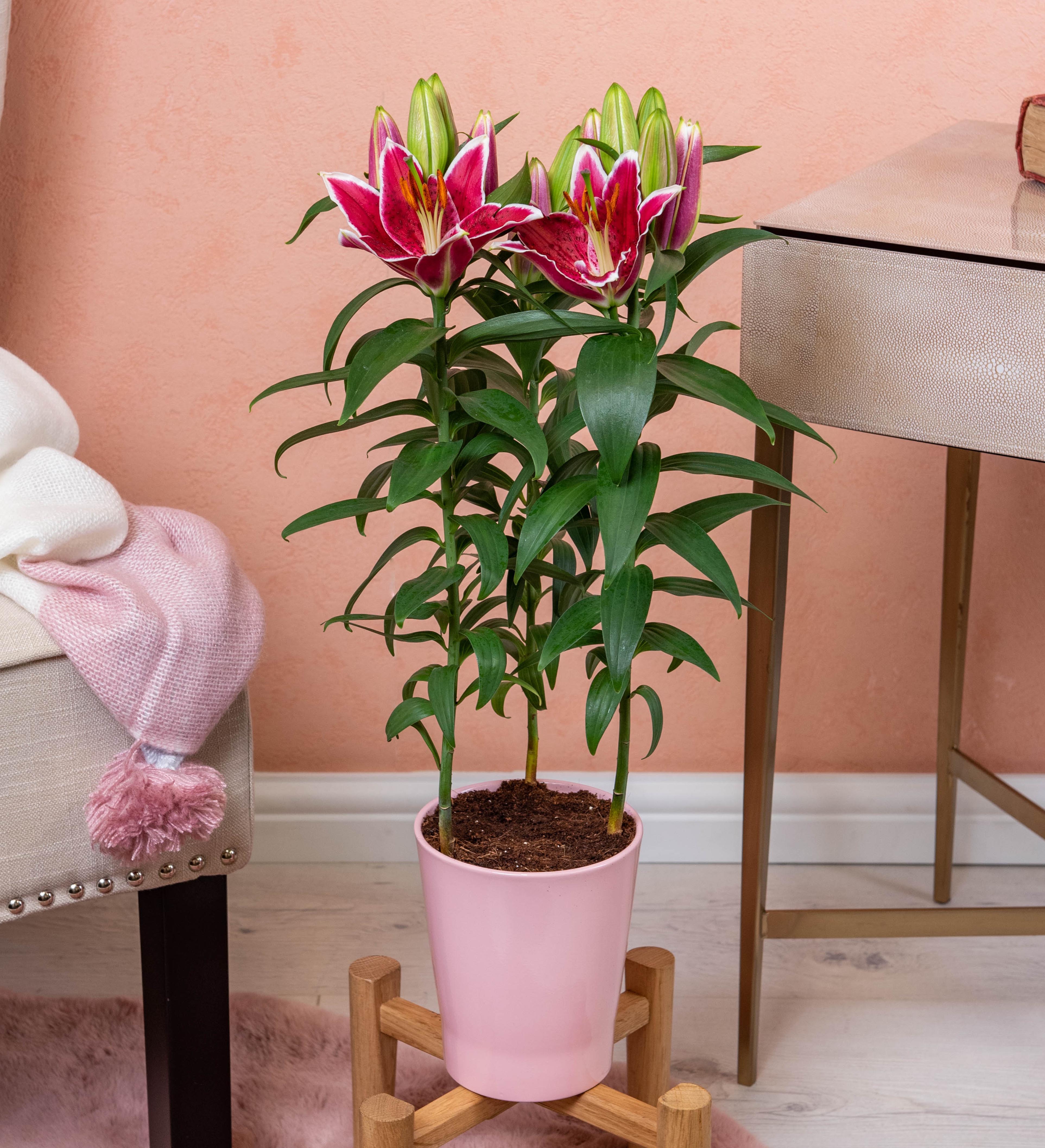 Lily Plant | Prestige Flowers