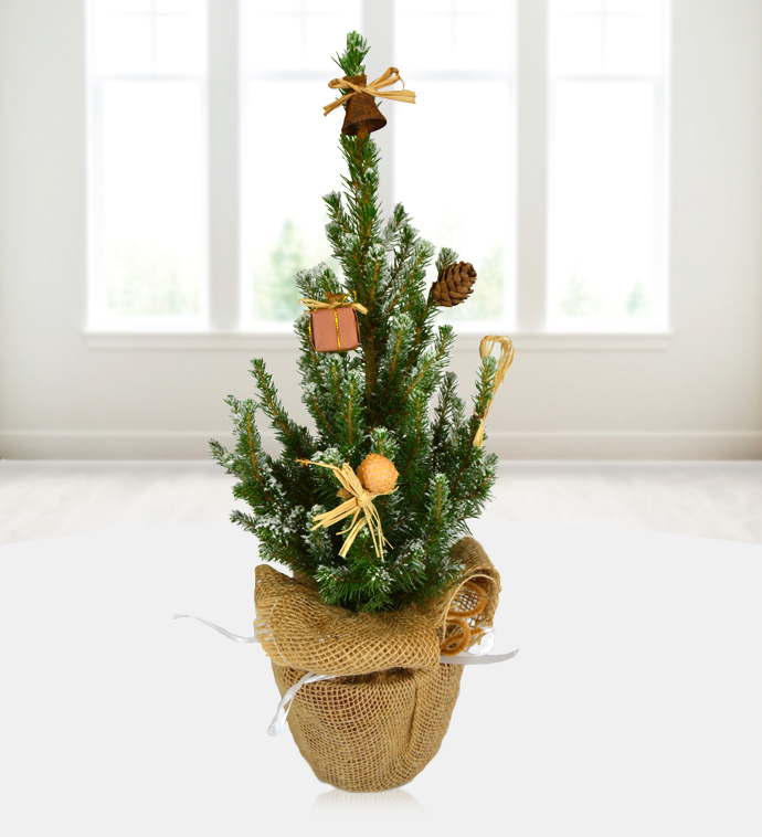 Petite Christmas Tree | Prestige Flowers