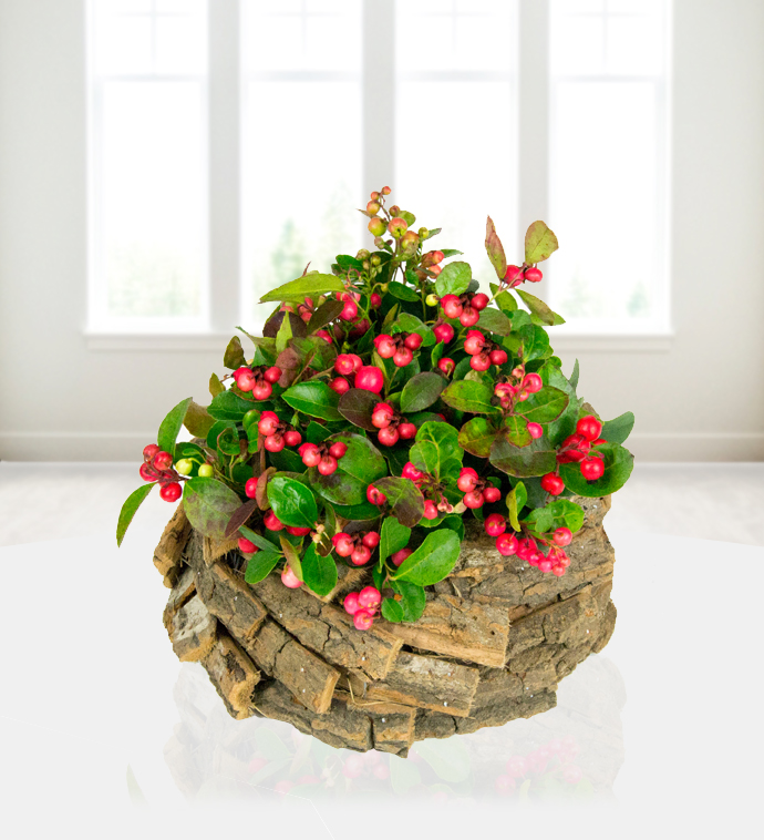 Rustic Red Berry Display | Prestige Flowers
