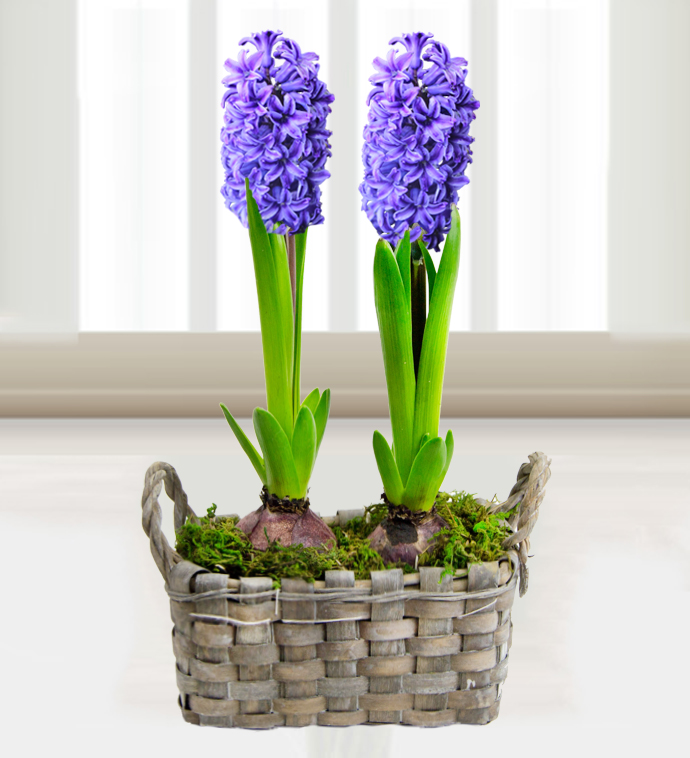 Hyacinth Basket Prestige Flowers