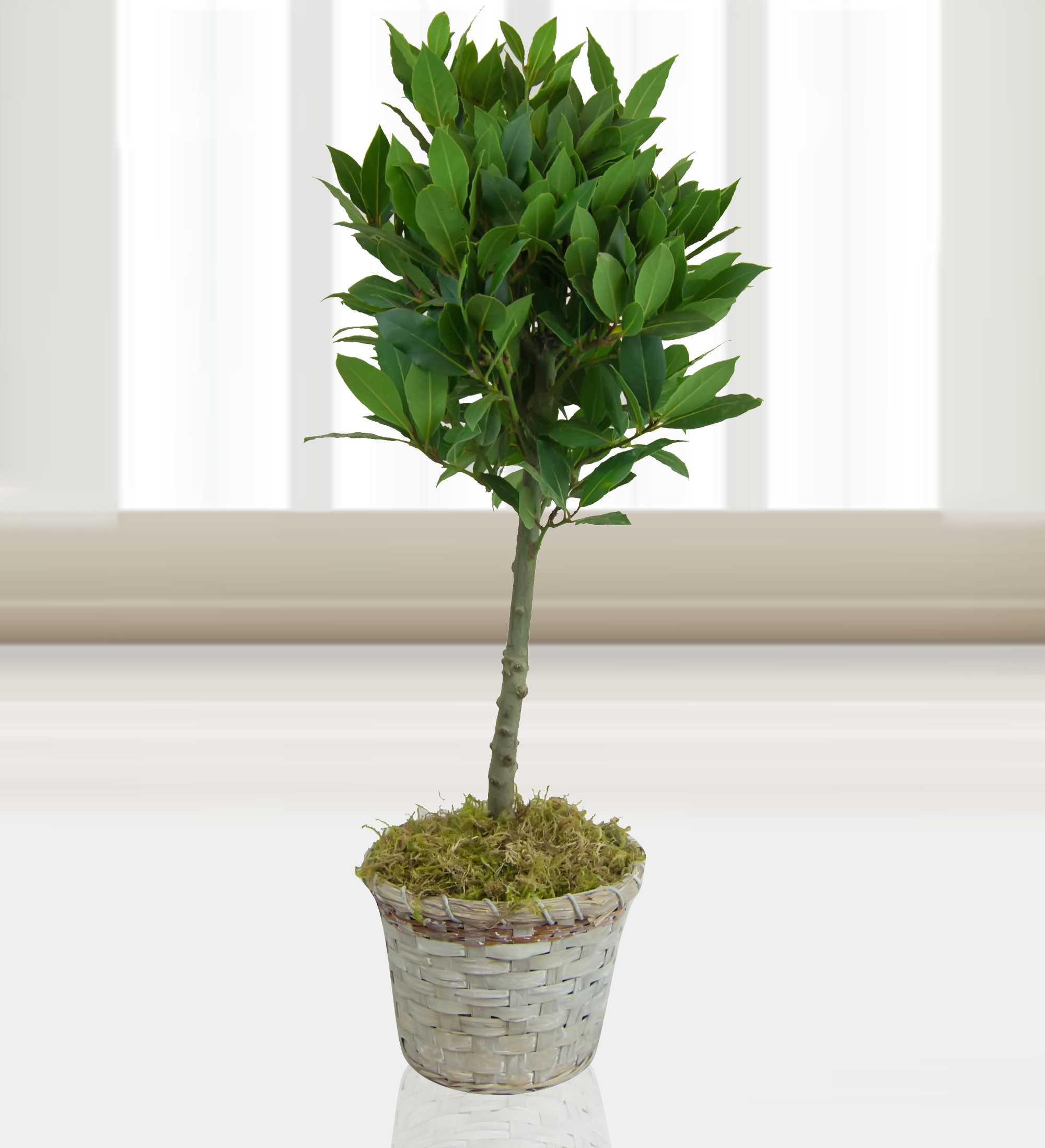 Beautiful Bay Tree | Prestige Flowers