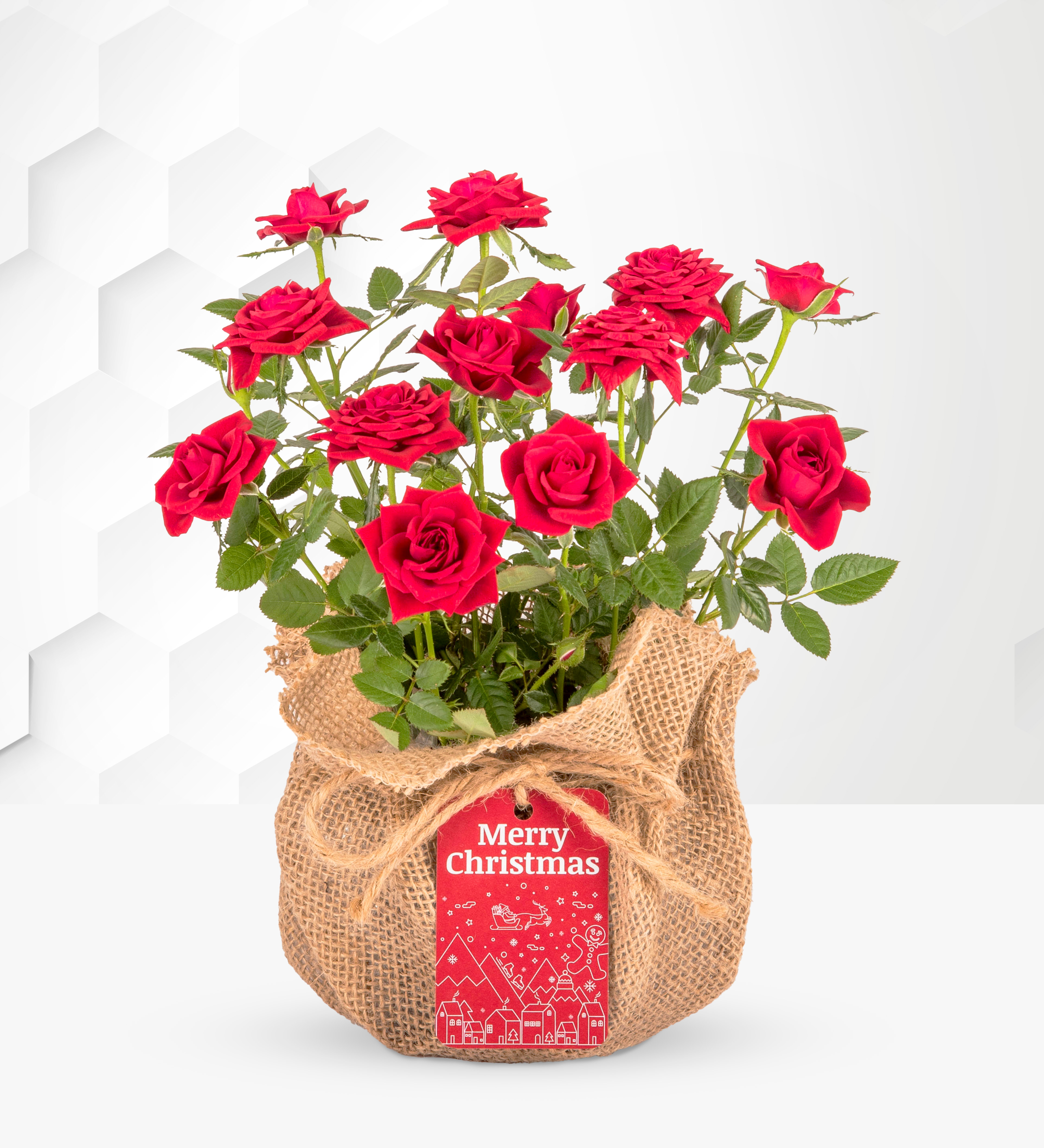 Festive Roses | Prestige Flowers