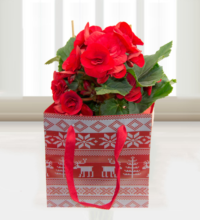 Begonias | Prestige Flowers