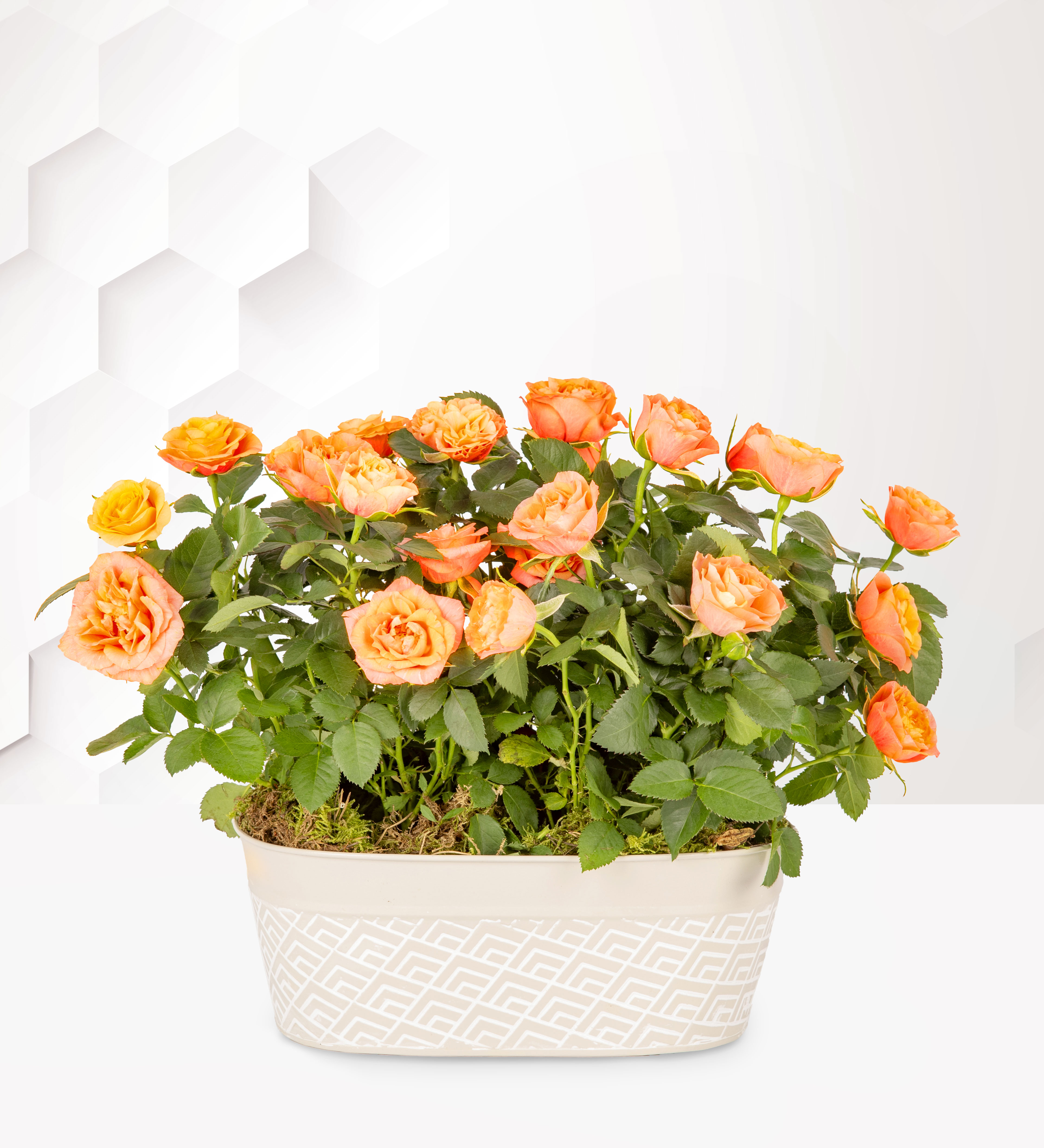 Autumn Rose Duo | Prestige Flowers