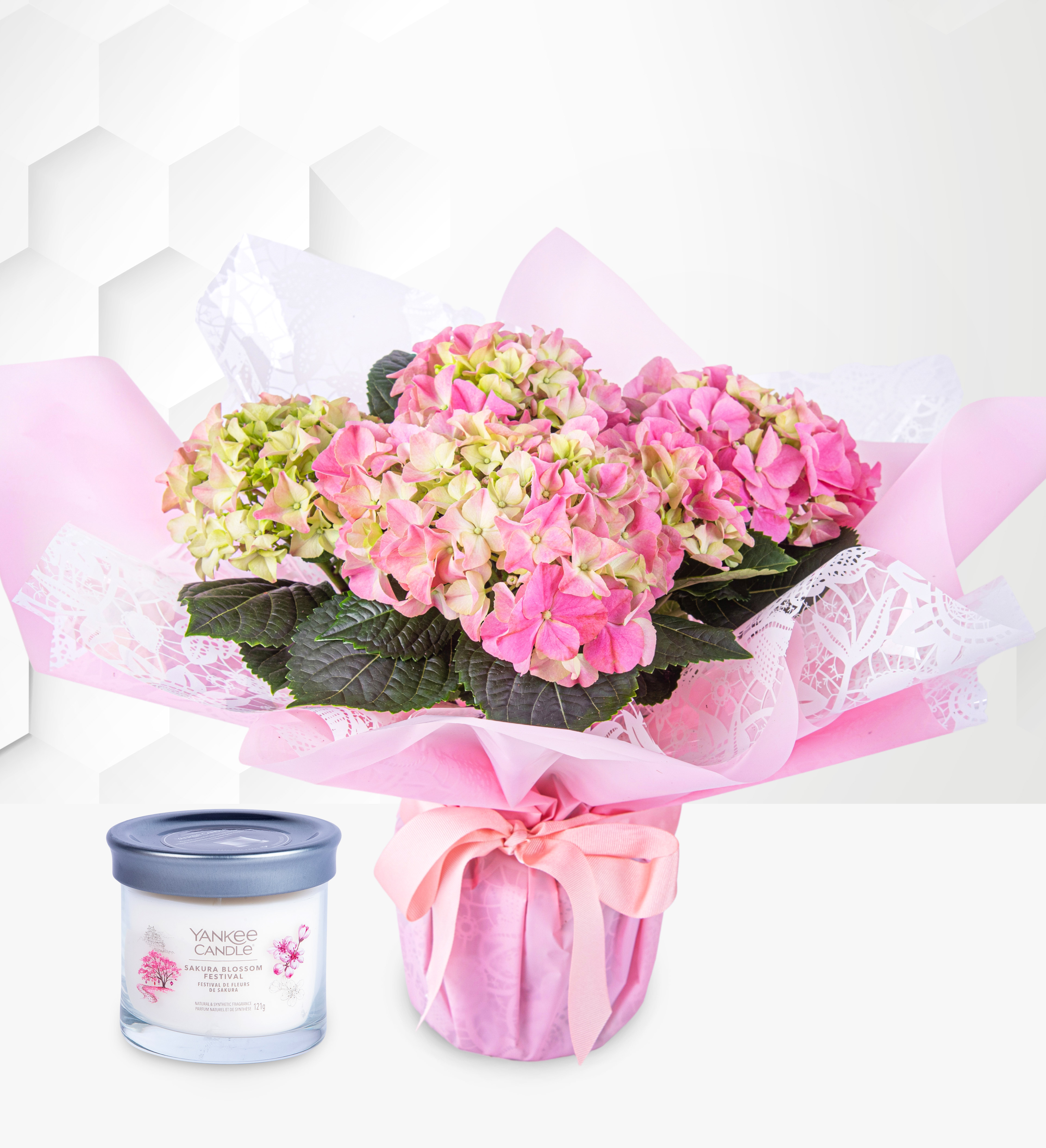 Heavenly Hydrangea Gift | Prestige Flowers