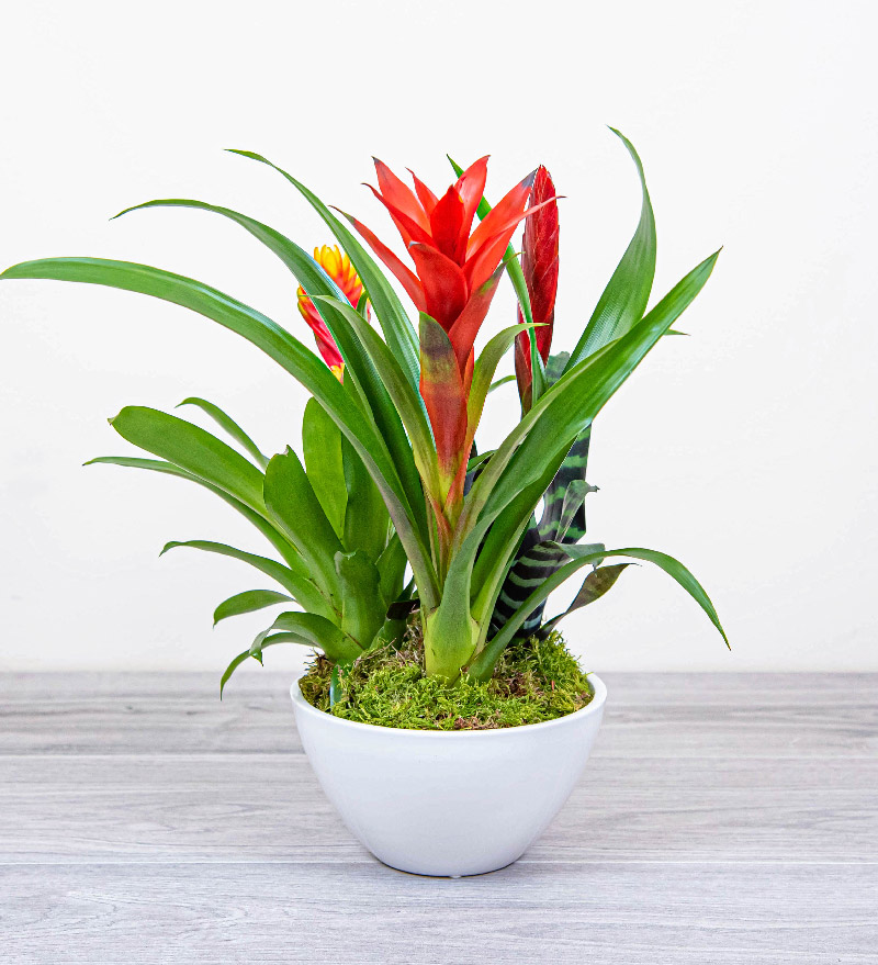 Bromelia | Prestige Flowers